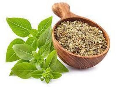 basil (Ocimum basilicum) – AGRO GROUPS TRADE